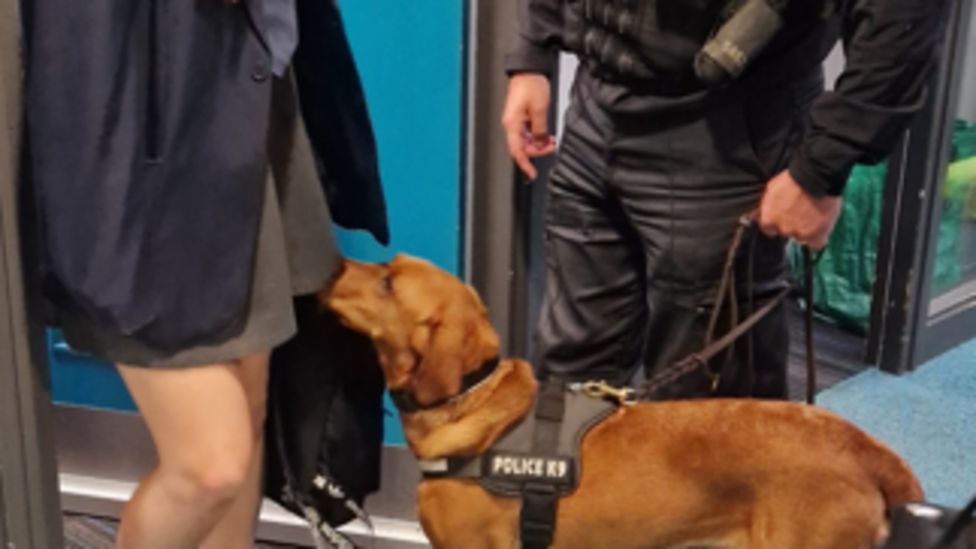 Drug dog visits college to crack down on illegal vapes - BBC News