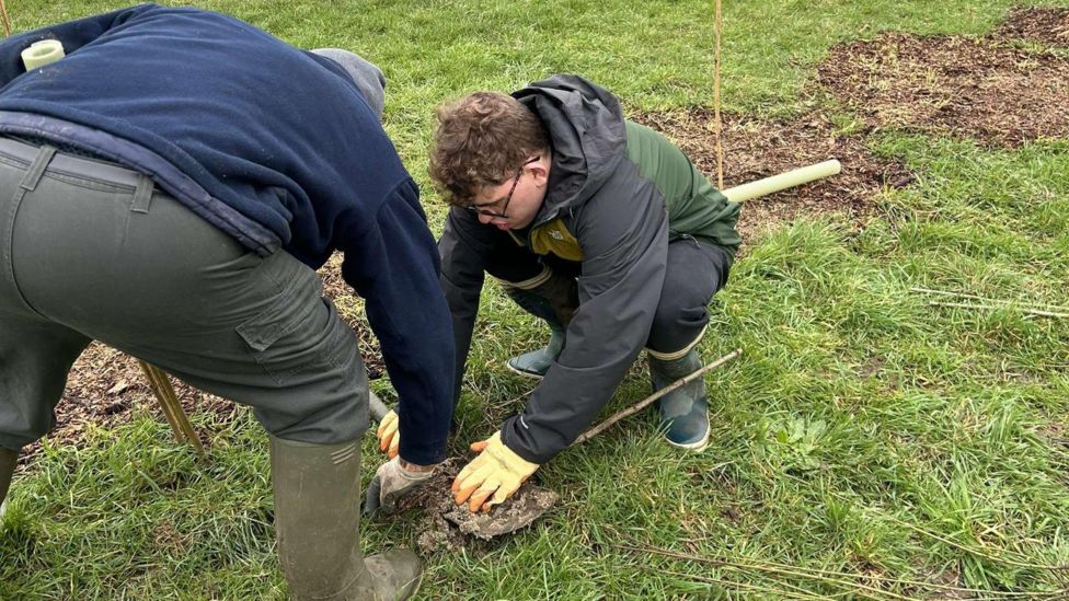 Weymouth: Volunteers plant hundreds of trees on Tumbledown farm - BBC News