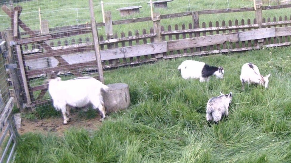 Man 'devastated' after Wheathampstead goats stolen - BBC News