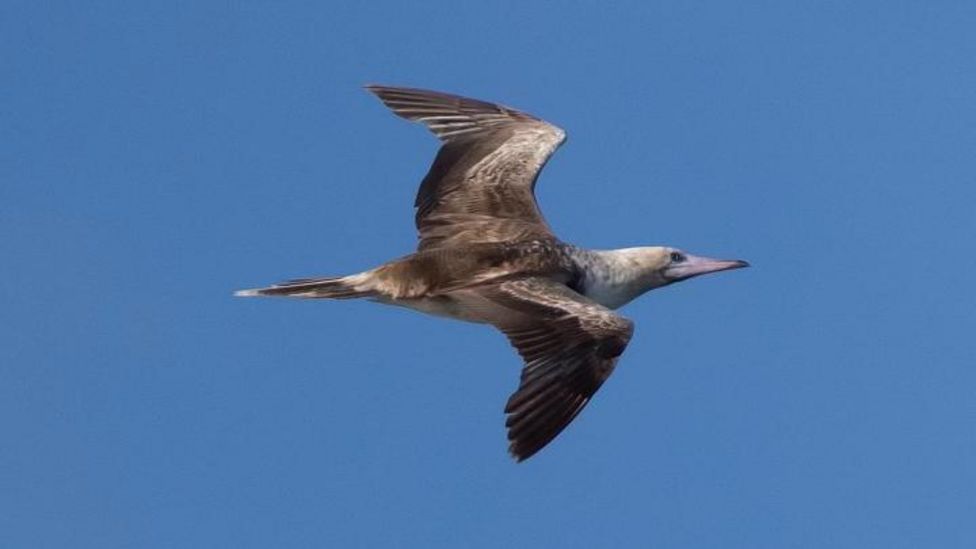 Hundreds flock to Isles of Scilly for rare seabird - BBC News