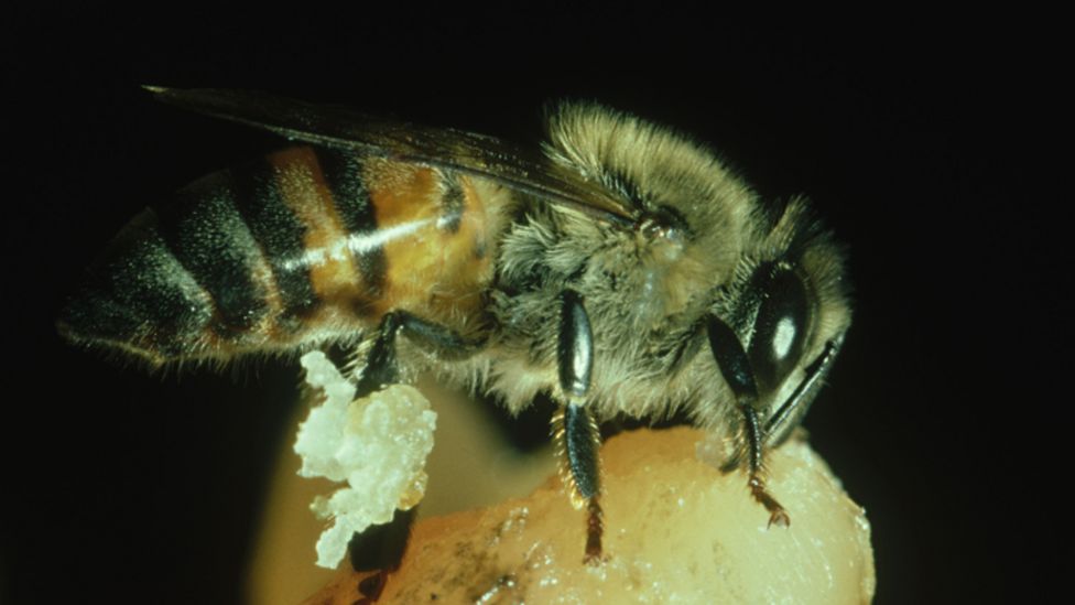 Africanised honey bee: Scientists brew beer from killer bee - BBC News