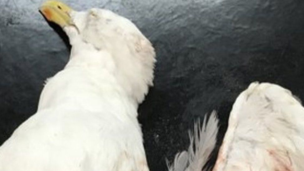 Gull killed in Lyme Regis spade attack, RSPCA says - BBC News