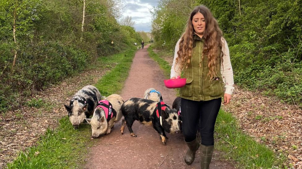 Bilsthorpe: Woman puts up crossing signs to protect pigs on walks - BBC ...