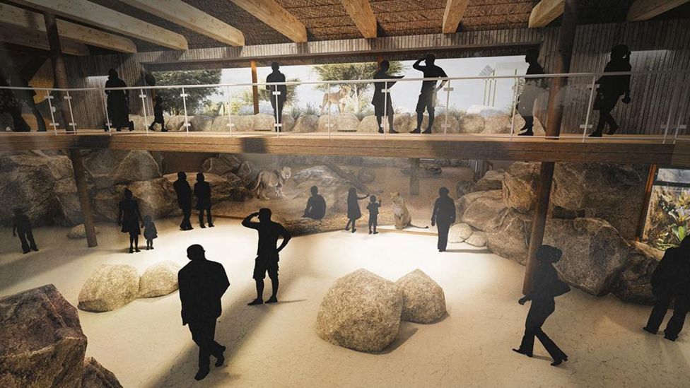 Colchester Zoo unveils plans for new African lion habitat - BBC News