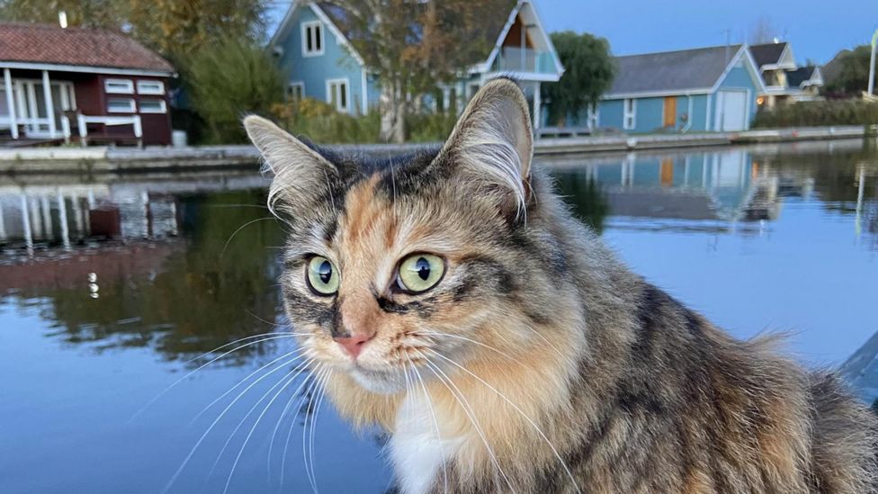 Canoe cat Tilly takes trips on the Norfolk Broads - BBC News
