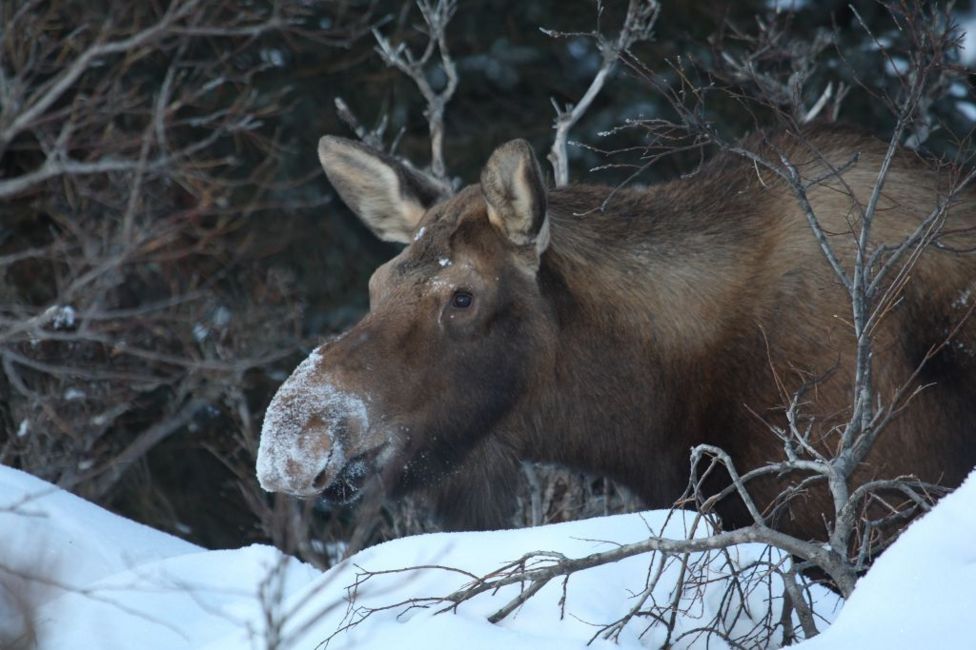 Alaska moose kills man trying to photograph its newborn calves - BBC News