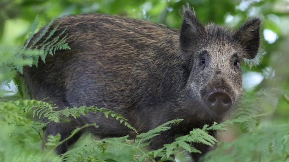 Feral pig numbers could rise in Scotland, say experts - BBC News