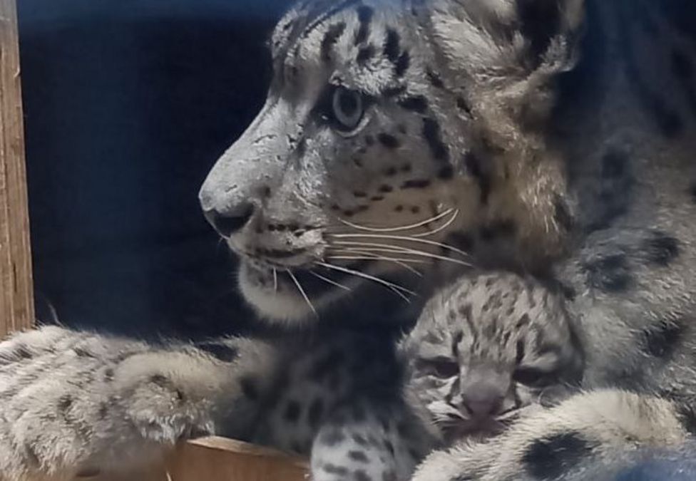 Rare snow leopard cub born in Wales zoo - BBC Newsround