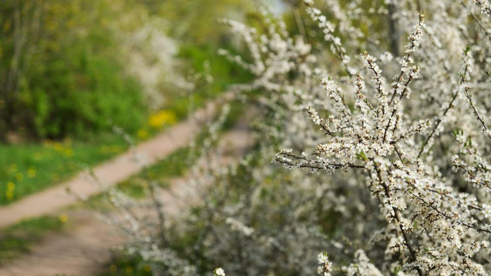 Coelion am ddarogan y tywydd - BBC Cymru Fyw