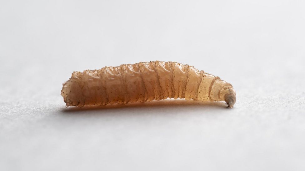 Inverness school affected by maggots infestation - BBC News