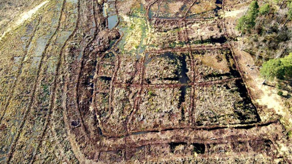 Kirkconnell Flow ancient peat bog makes 'remarkable' recovery - BBC News