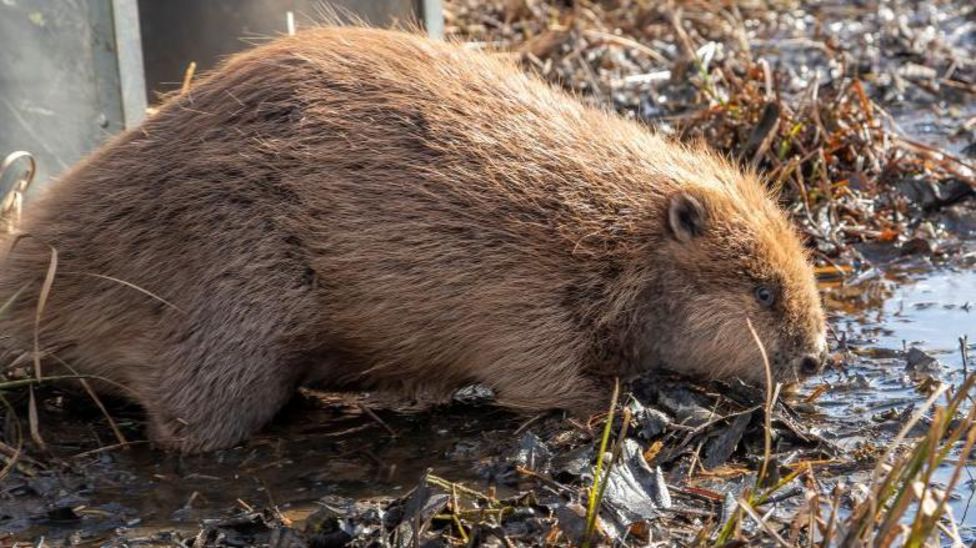 More beavers released in Cairngorms National Park - BBC News