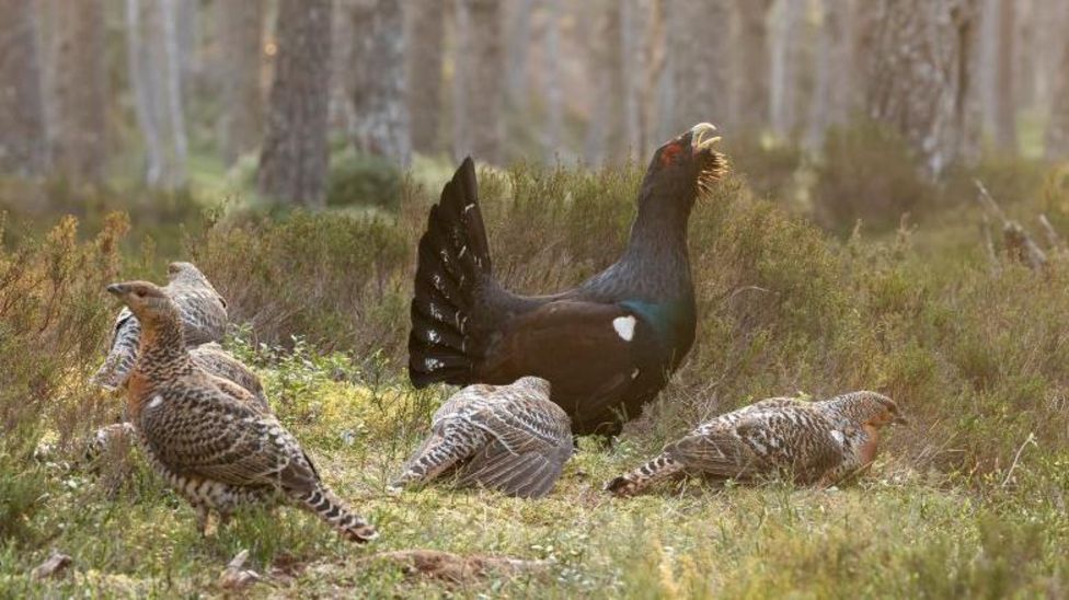 First rise in critically-endangered capercaillie in eight years - BBC News