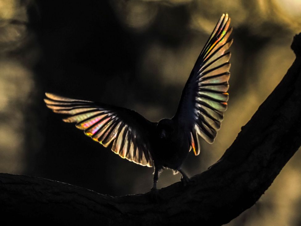 British birds photographed with rainbow wings in Shropshire - BBC News