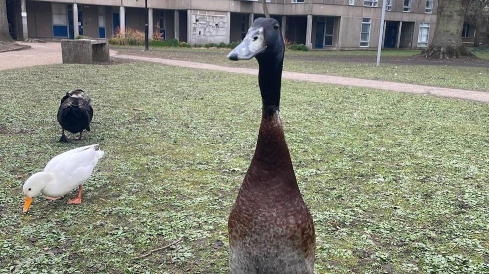 Long Boi: First look at sculpture of University of York duck - BBC News