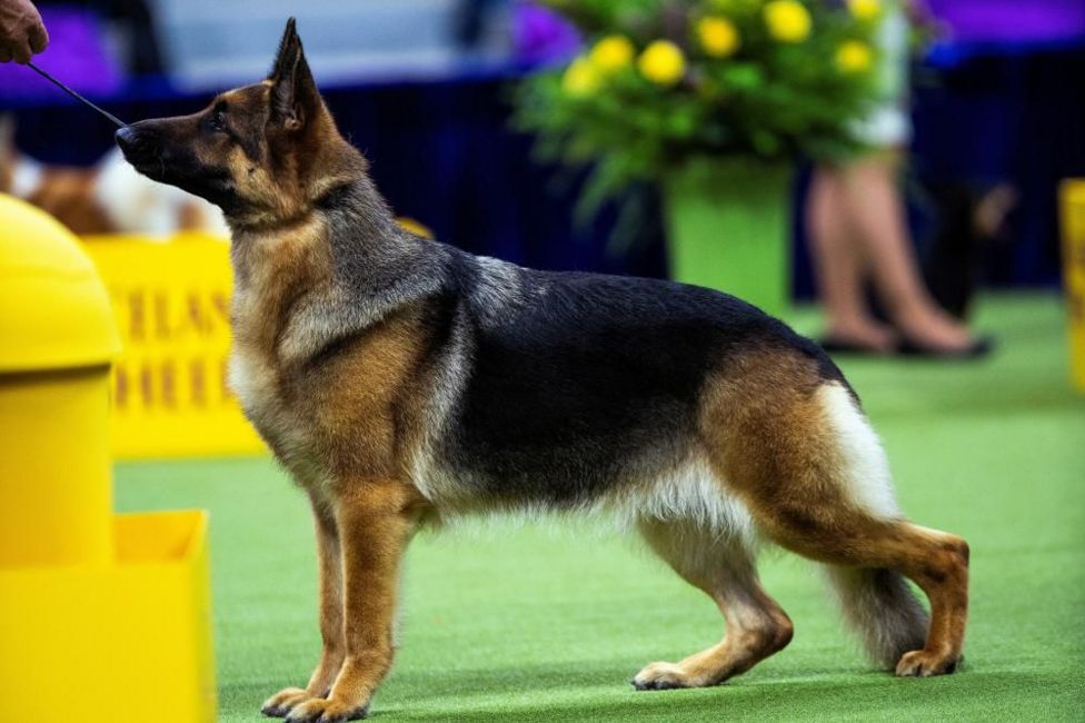 Westminster dog show: Miniature poodle Sage wins Best in Show award ...