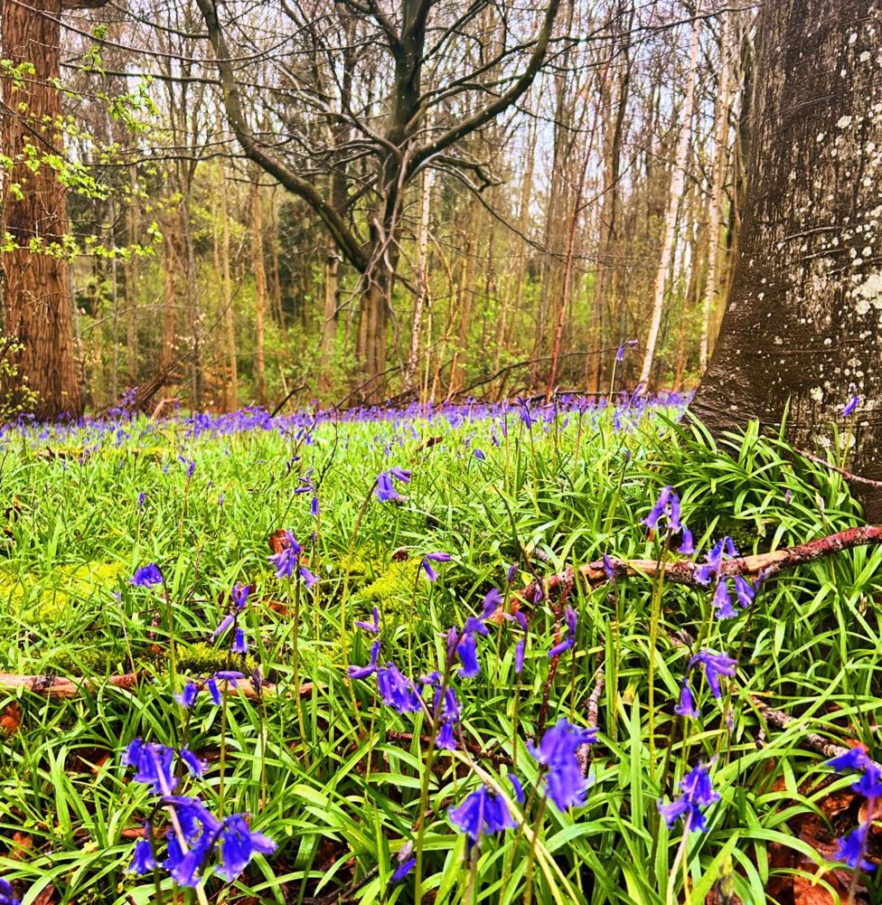 Your pictures across the West Midlands - BBC News