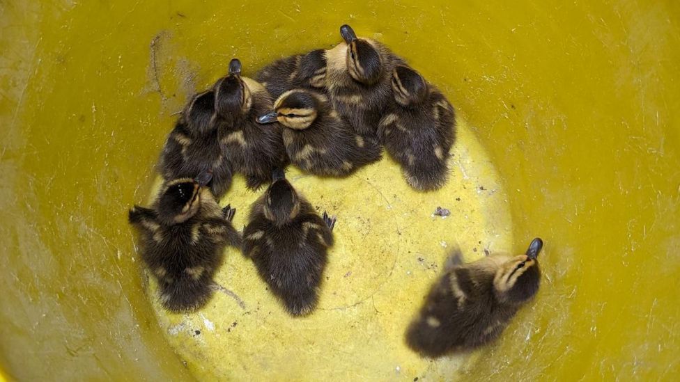 Altrincham: Ducklings reunited with mother after 30ft fall - BBC News