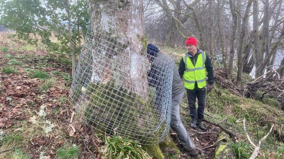 Beavers 'capable of bringing down a tree in a night' - BBC News