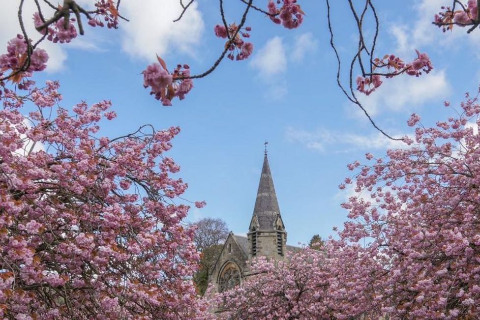 Scotland's pink cherry and apple blossom in pictures - BBC News