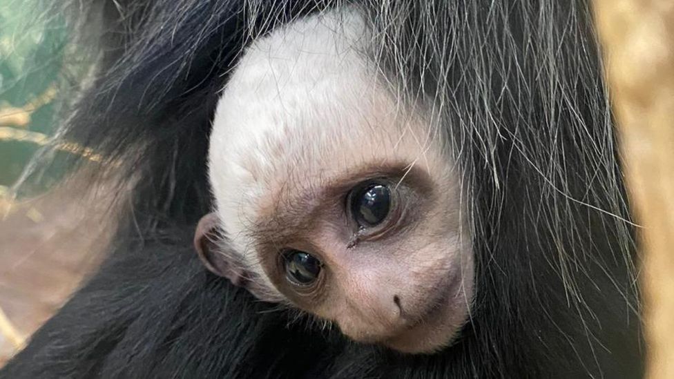 Blackpool Zoo names king colobus monkey Charles ahead of Coronation ...