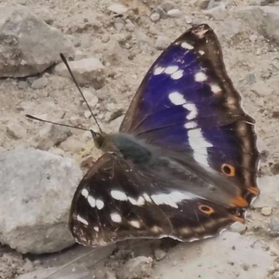 'Iconic' purple emperor butterfly seen in Derbyshire for first time ...