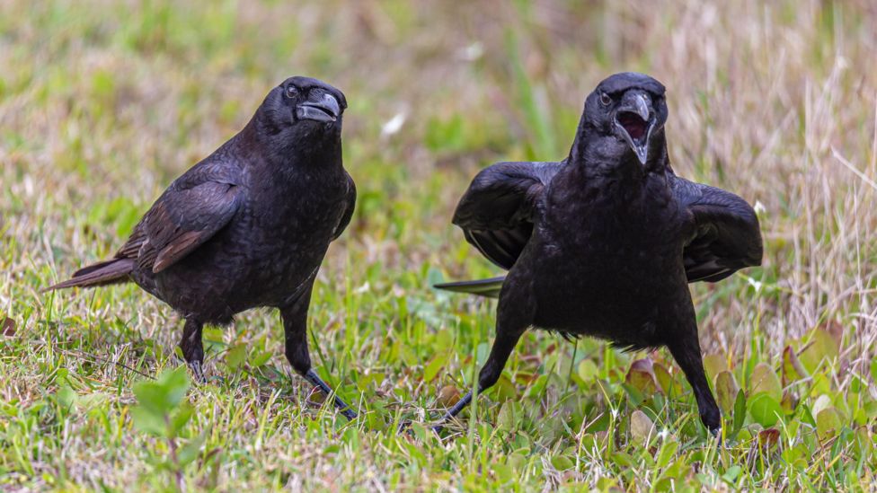 The smart crows that can count numbers 'out loud' - BBC Newsround