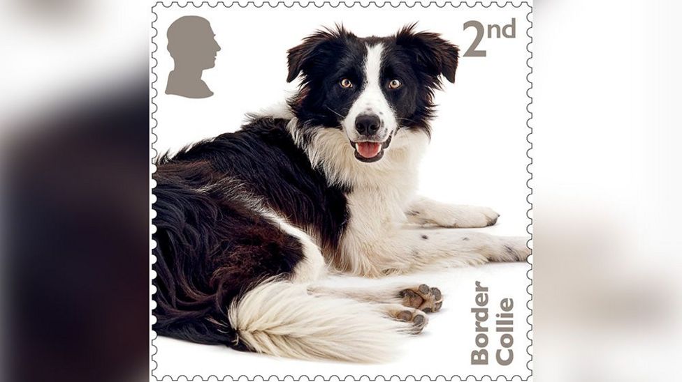 Royal Mail stamps show off UK's favourite dogs - BBC Newsround