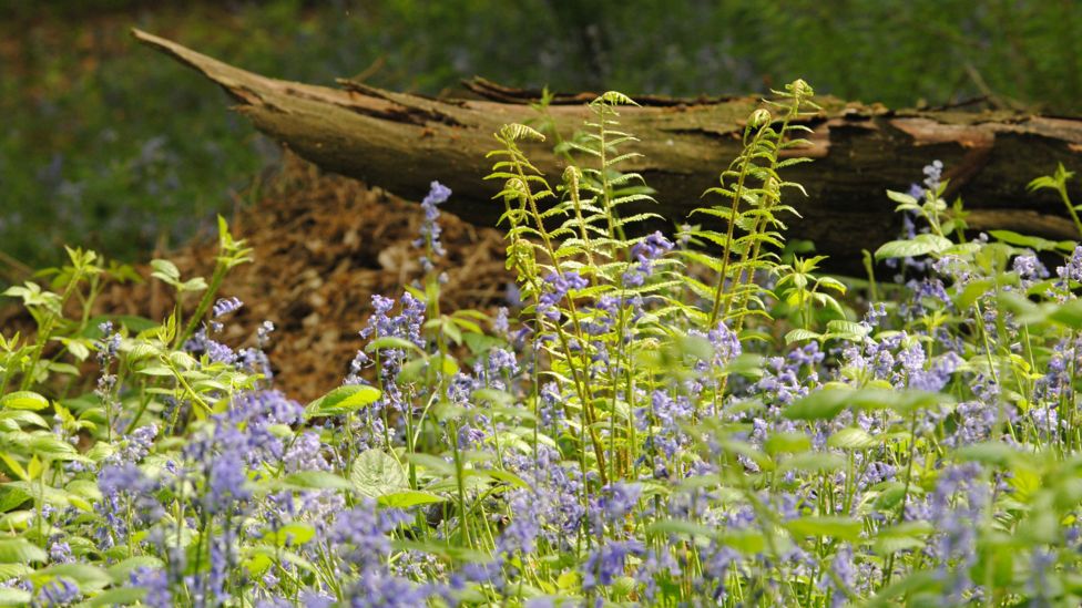 Hertfordshire bluebells destroyed by motorbikes in ancient wood - BBC News