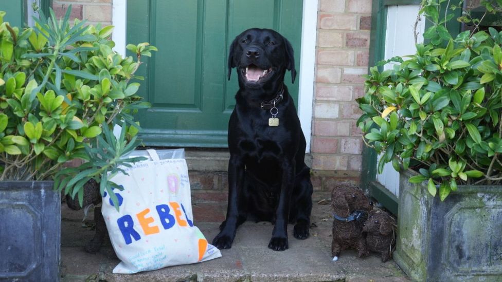 Ipswich family encourage others to help raise future guide dogs - BBC News