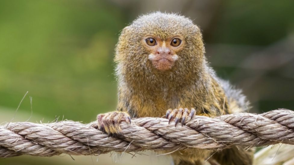 West Midlands Safari Park need names for its tiny monkeys - BBC News