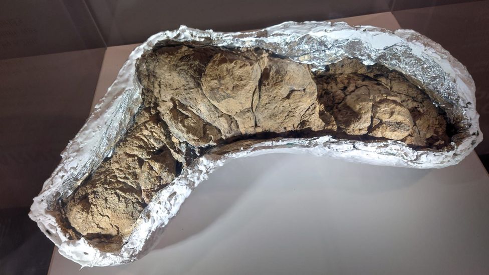 Poo museum: New Poozeum opens to display ancient poo fossils - BBC ...