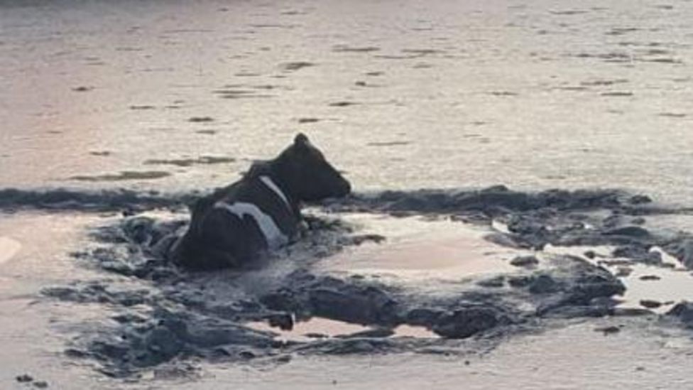 Kircubbin cow rescued from marsh - BBC News