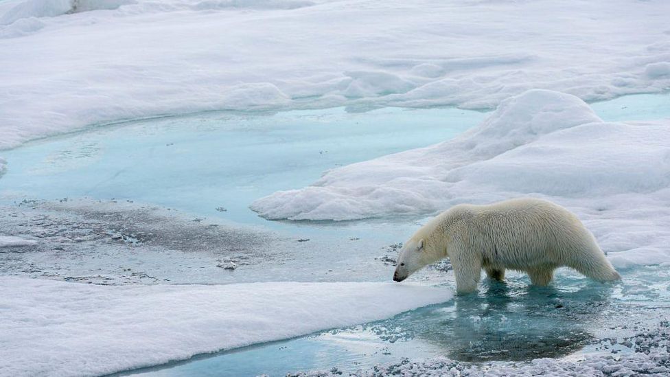 Sea ice: Nasa sends mission across summer to see Arctic changes - BBC ...