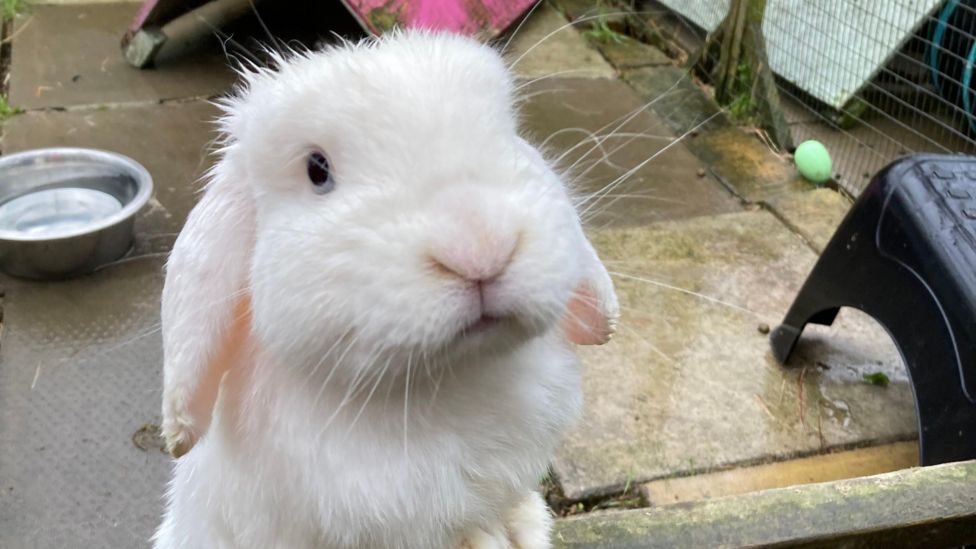 Great Chishill rabbit rescue centre fundraises to secure new home - BBC ...