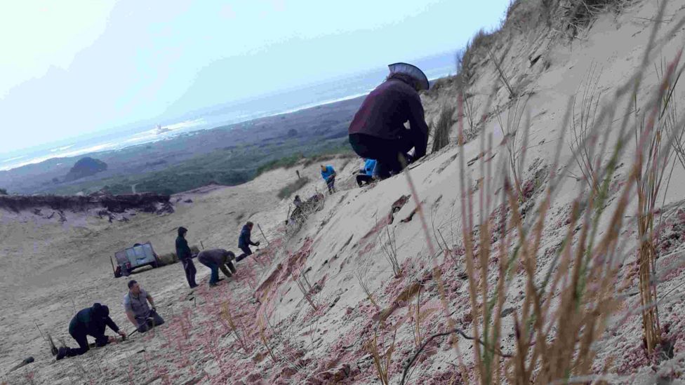 Marram grass planted at St Oeun's Bay to protect sand dunes - BBC News