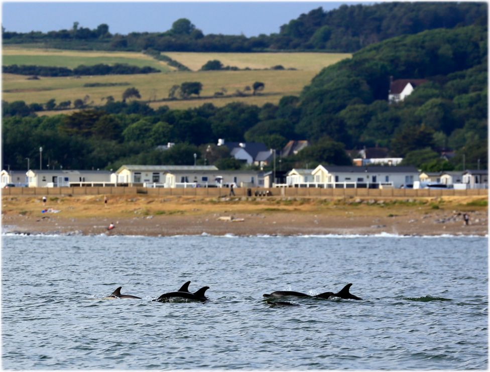 Porthcawl: Dolphins spotted off Welsh Coast - BBC News