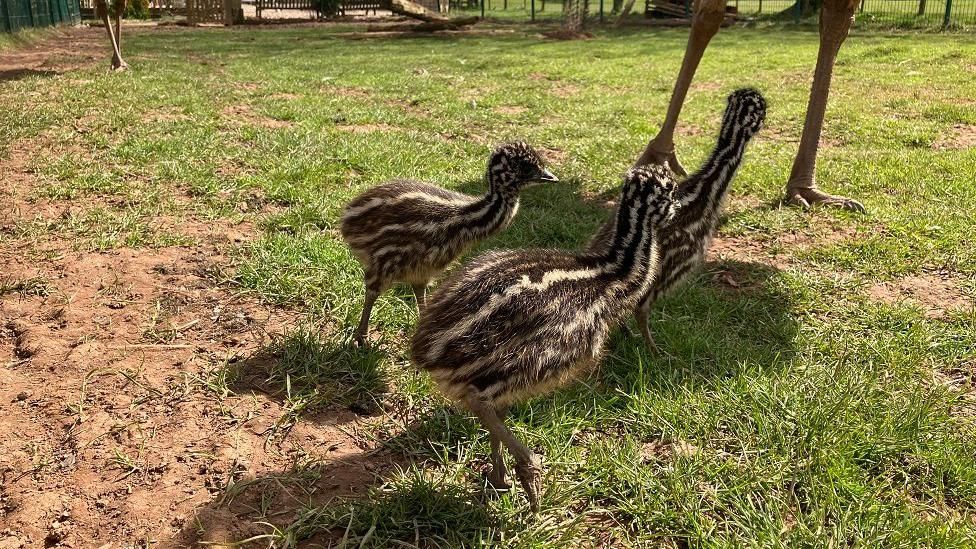 Emu chicks hatch at Scottish Borders bird sanctuary - BBC News