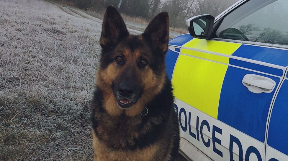 Norfolk police dog Neeko 'doing well' after emergency surgery - BBC News