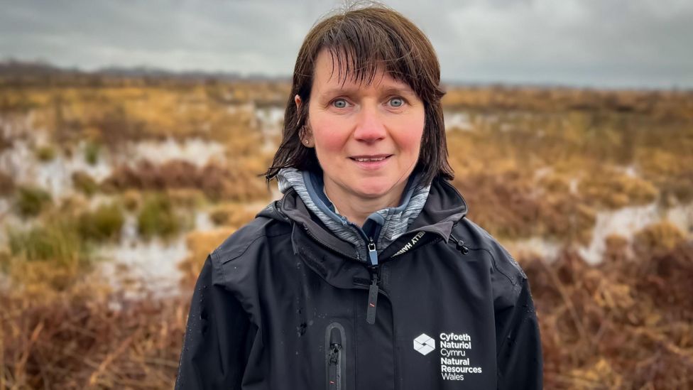 Technoleg wrth galon ymdrechion i adfer y Gylfinir - BBC Cymru Fyw