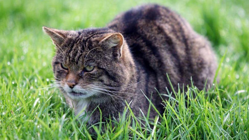 Aberdeenshire wind farm legal action launched over wildcat fears - BBC News