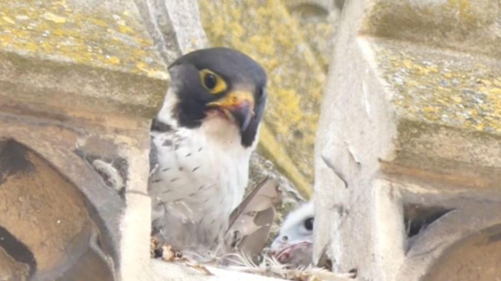 Peregrine Falcon chick hatches on prominent Cambridge building - BBC News