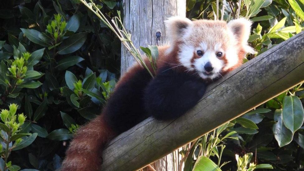 Amazon World Zoo welcomes 10-month-old red panda - BBC News