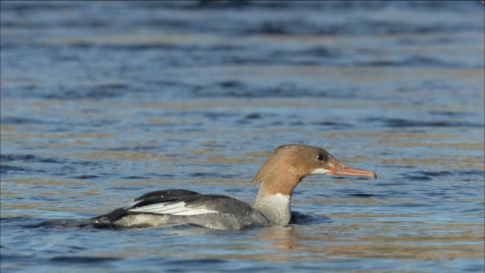 Fishing: Welsh anglers want cull of birds devouring river stocks - BBC News