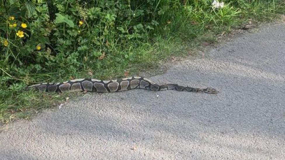 Woman finds python curled up in grass at King's Mill Reservoir - BBC News