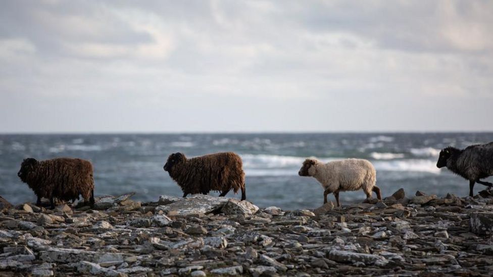 Call for recognition for Scotland's rare native breeds - BBC News