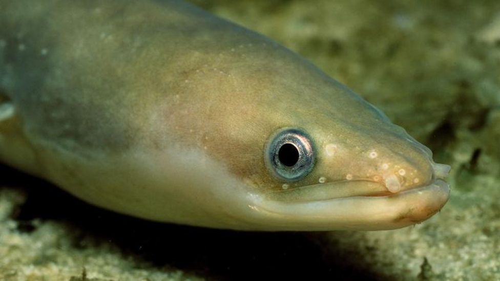 Endangered eels enjoy improved River Annan access - BBC News