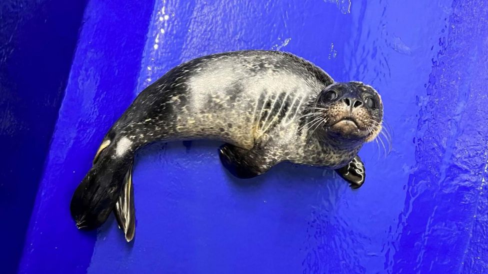 Cornish Seal Sanctuary rescue season starts early - BBC News