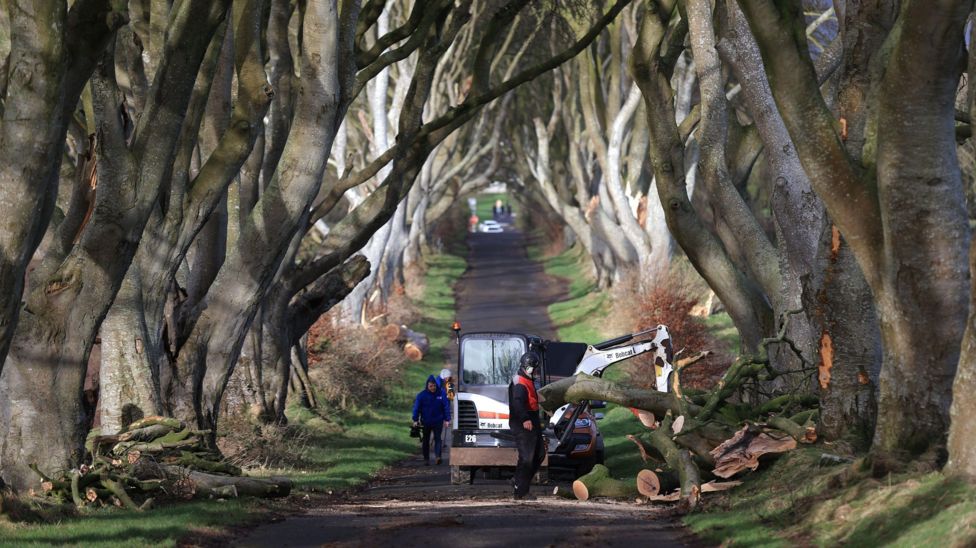In pictures: Storm Isha brings down trees across Northern Ireland - BBC ...