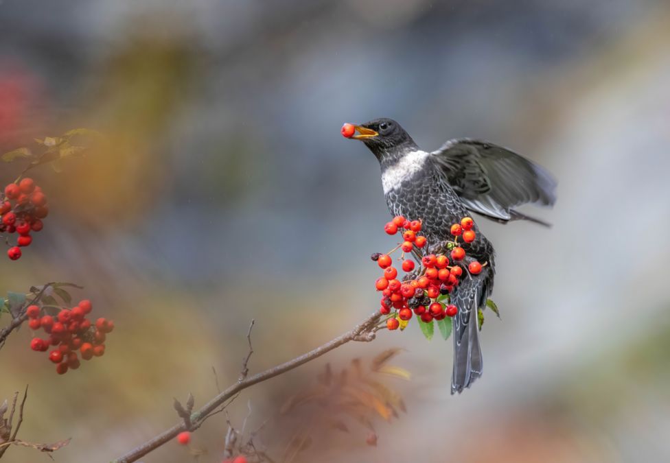 Oriel: Bywyd gwyllt Cwm Elan - BBC Cymru Fyw